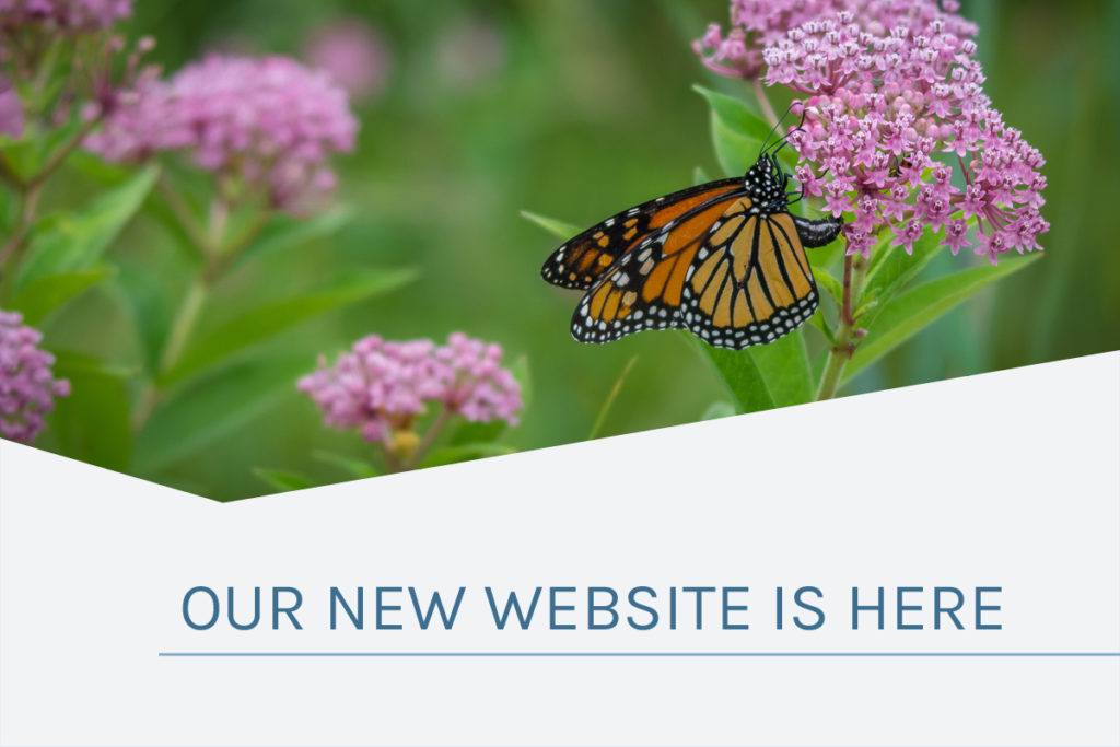 A new year, a new look, and a new way to explore - Environmental Initiative